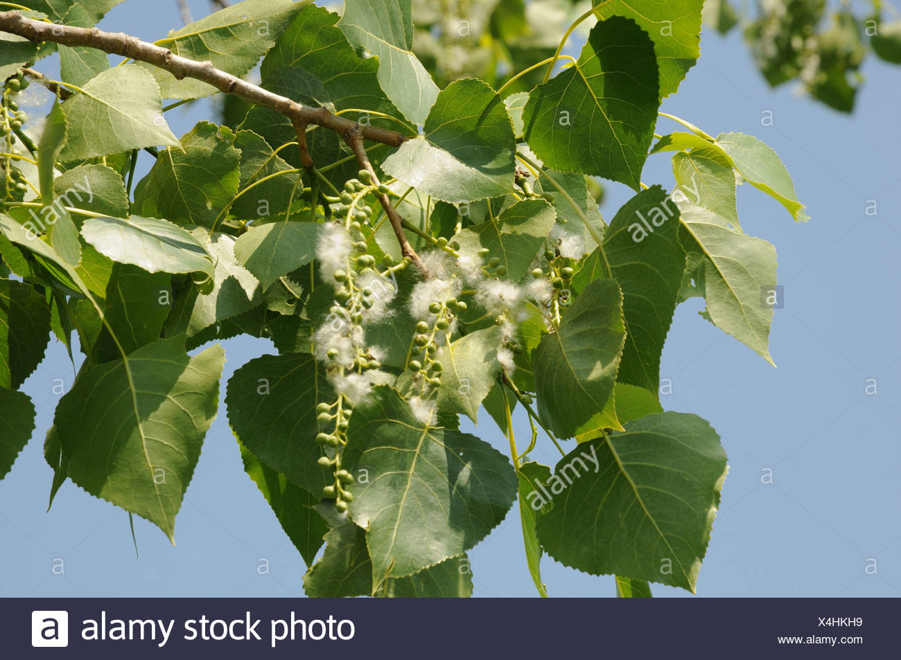 Hybridpappel High Resolution Stock Photography and Images - Alamy