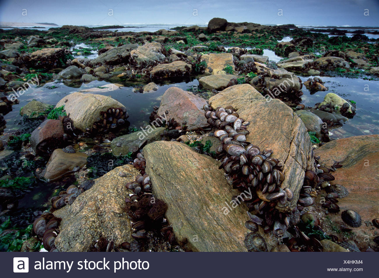 Intertidal Zone Mussels Stock Photos & Intertidal Zone Mussels Stock ...