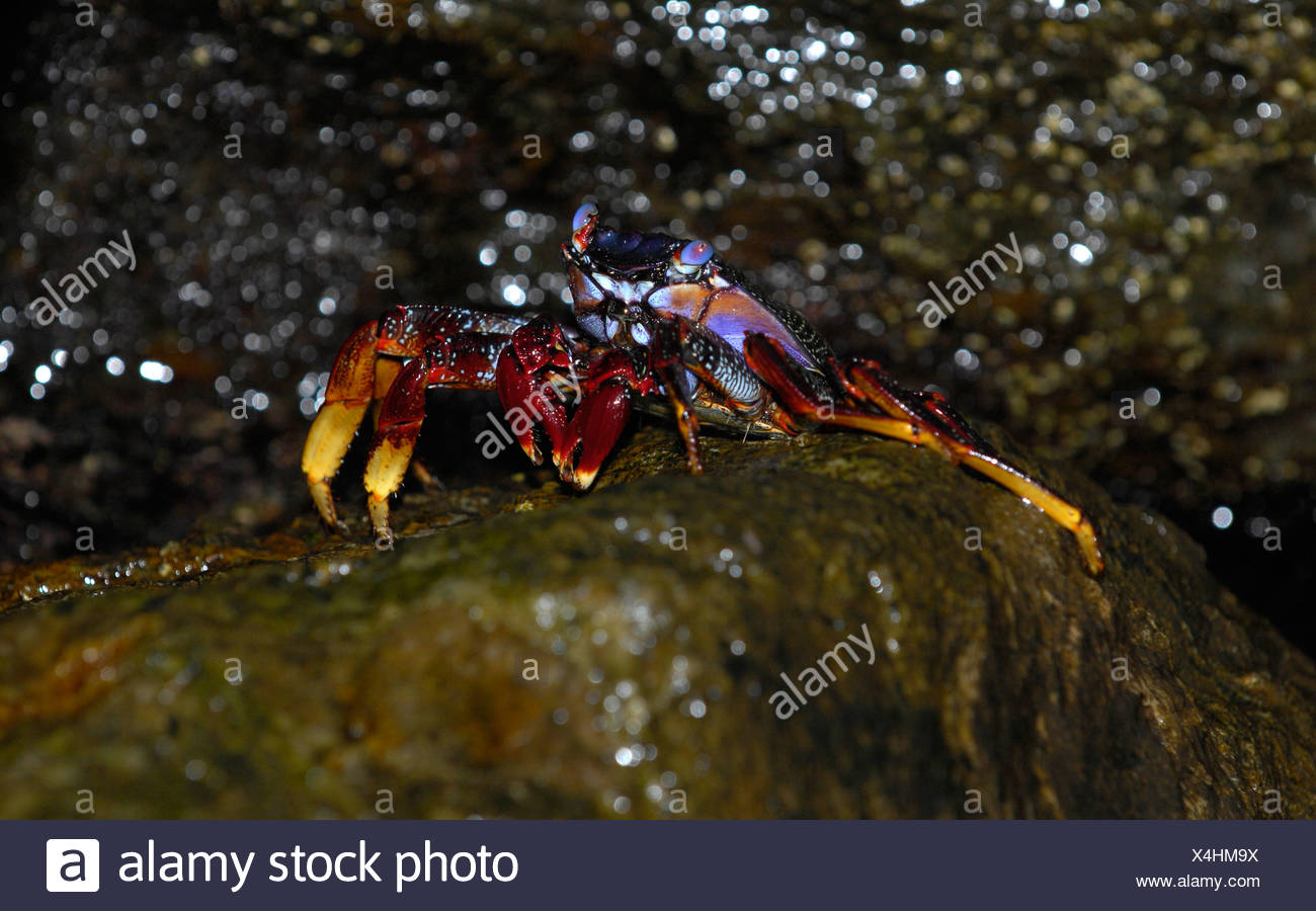Brachyura High Resolution Stock Photography and Images - Alamy