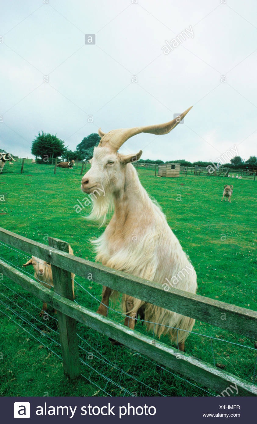 Golden Guernsey Goat High Resolution Stock Photography and Images - Alamy
