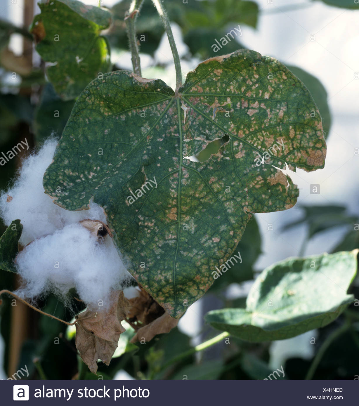 Thrip Damage High Resolution Stock Photography and Images - Alamy