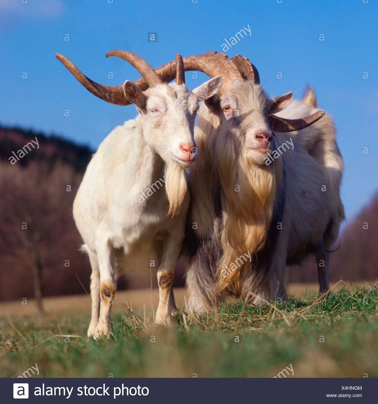 Male Goat And Female Goat High Resolution Stock Photography and Images ...