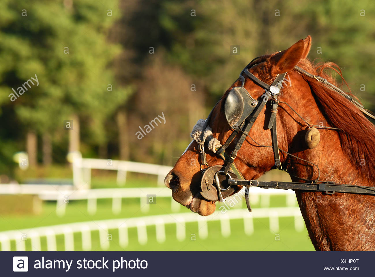 Horse After Race High Resolution Stock Photography and Images - Alamy