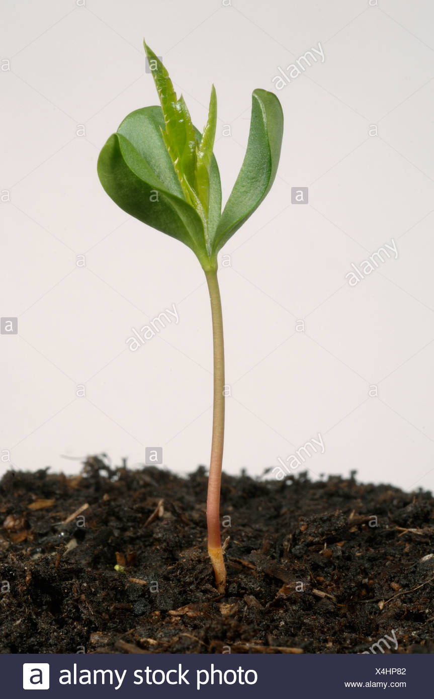 Apple Tree Seedling Stock Photos & Apple Tree Seedling Stock Images - Alamy