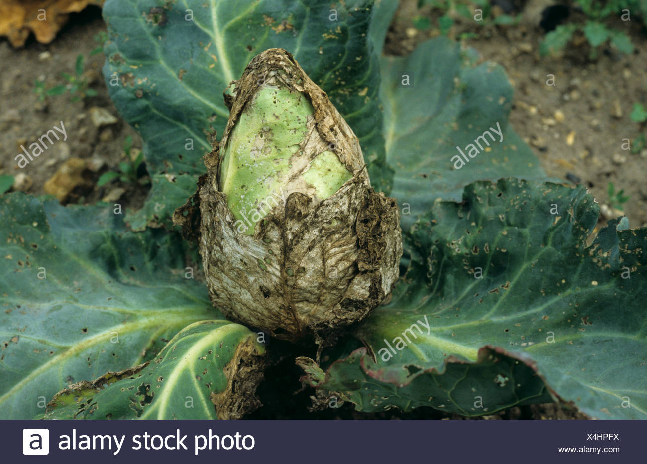 Pointed Cabbage Stock Photos & Pointed Cabbage Stock Images - Alamy