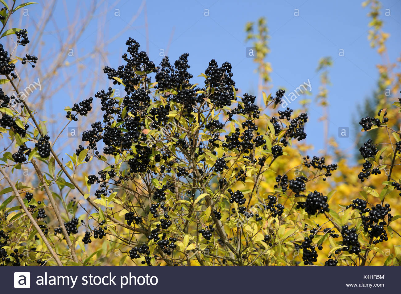 Privet Stock Photos & Privet Stock Images - Alamy