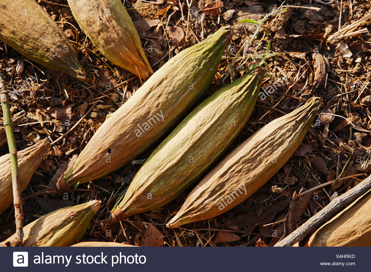 Java Kapok Tree Ceiba Pentandra High Resolution Stock Photography and ...
