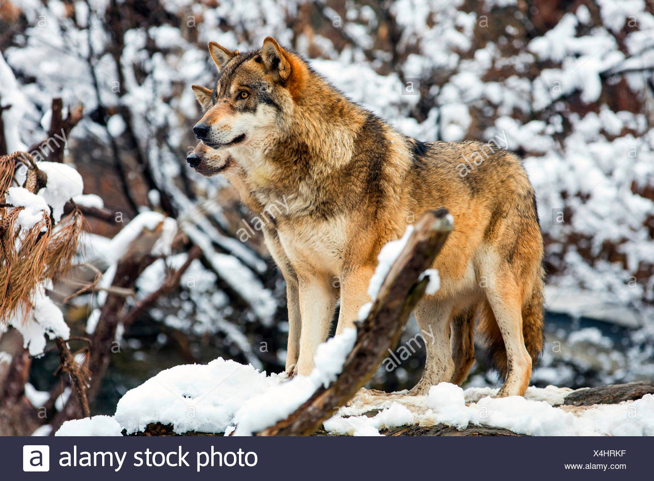 Gray Wolves Stock Photos & Gray Wolves Stock Images - Alamy