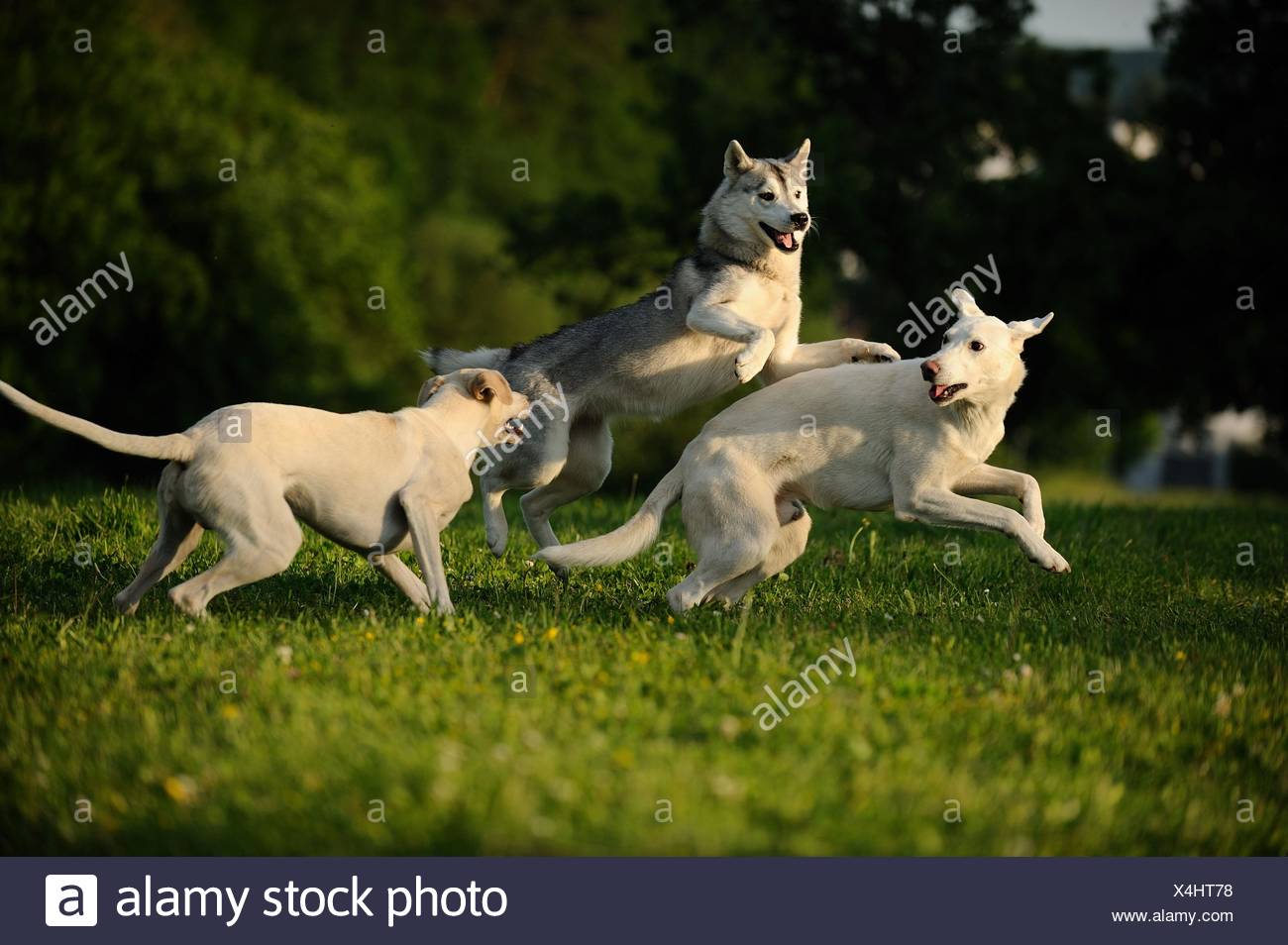 Eurohound High Resolution Stock Photography and Images - Alamy
