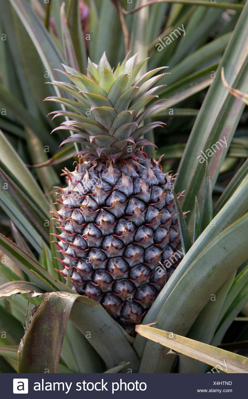 Pearl Fruit High Resolution Stock Photography and Images - Alamy
