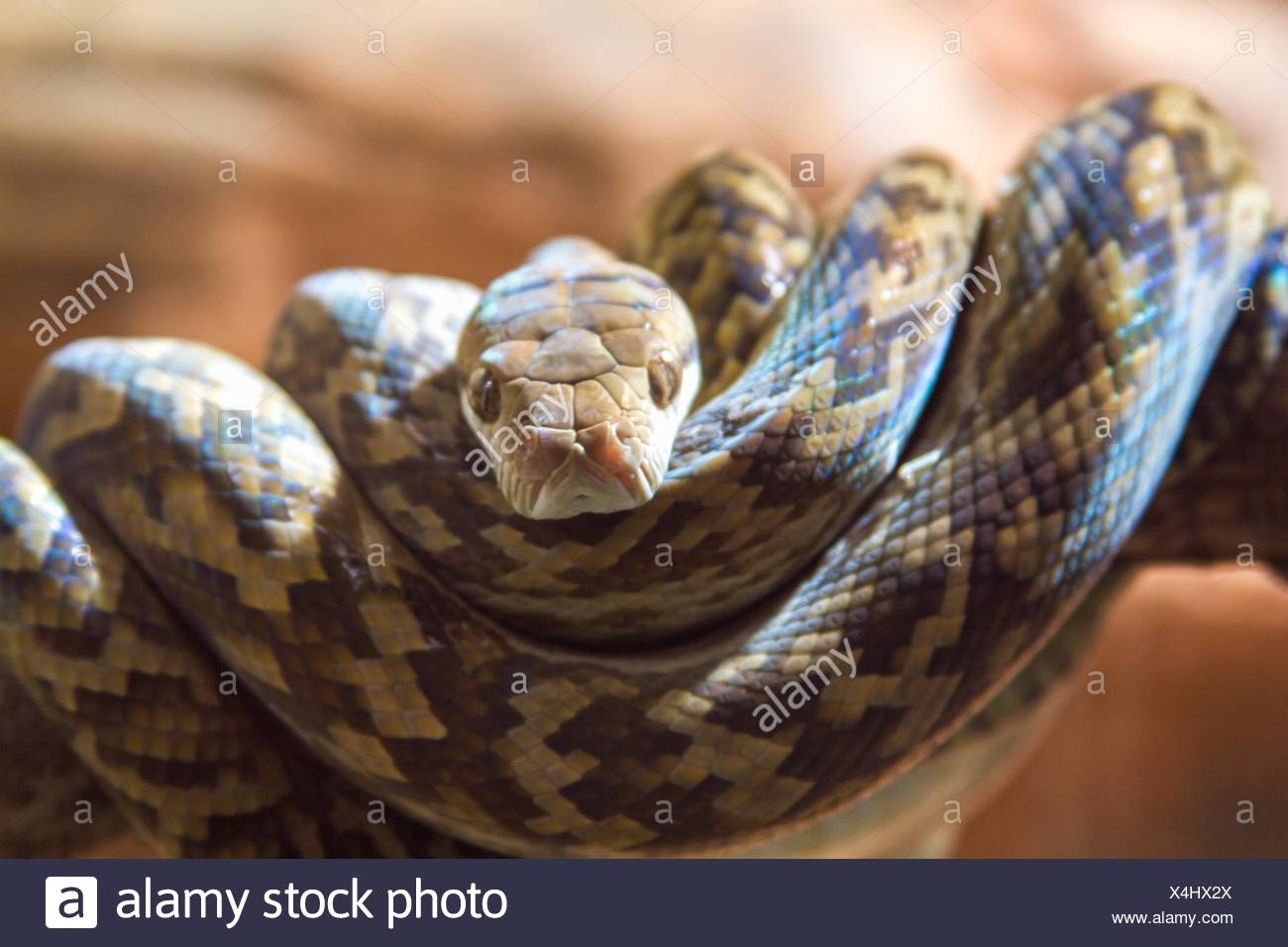 Snake Tree Branch High Resolution Stock Photography and Images - Alamy