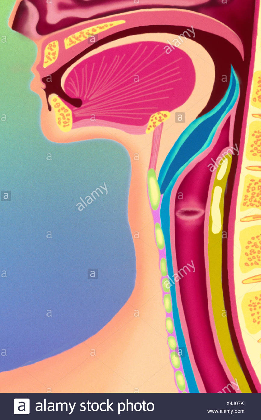 Larynx Drawing High Resolution Stock Photography and Images - Alamy