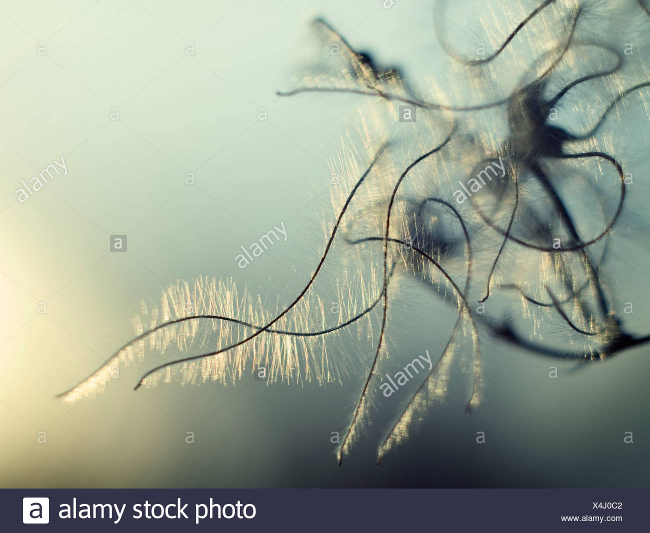 Furry Plant High Resolution Stock Photography and Images - Alamy