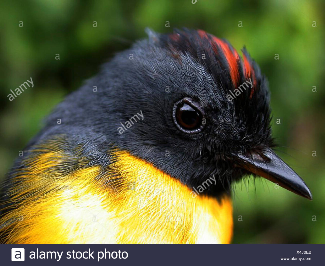 Bird With Yellow Beak High Resolution Stock Photography and Images - Alamy