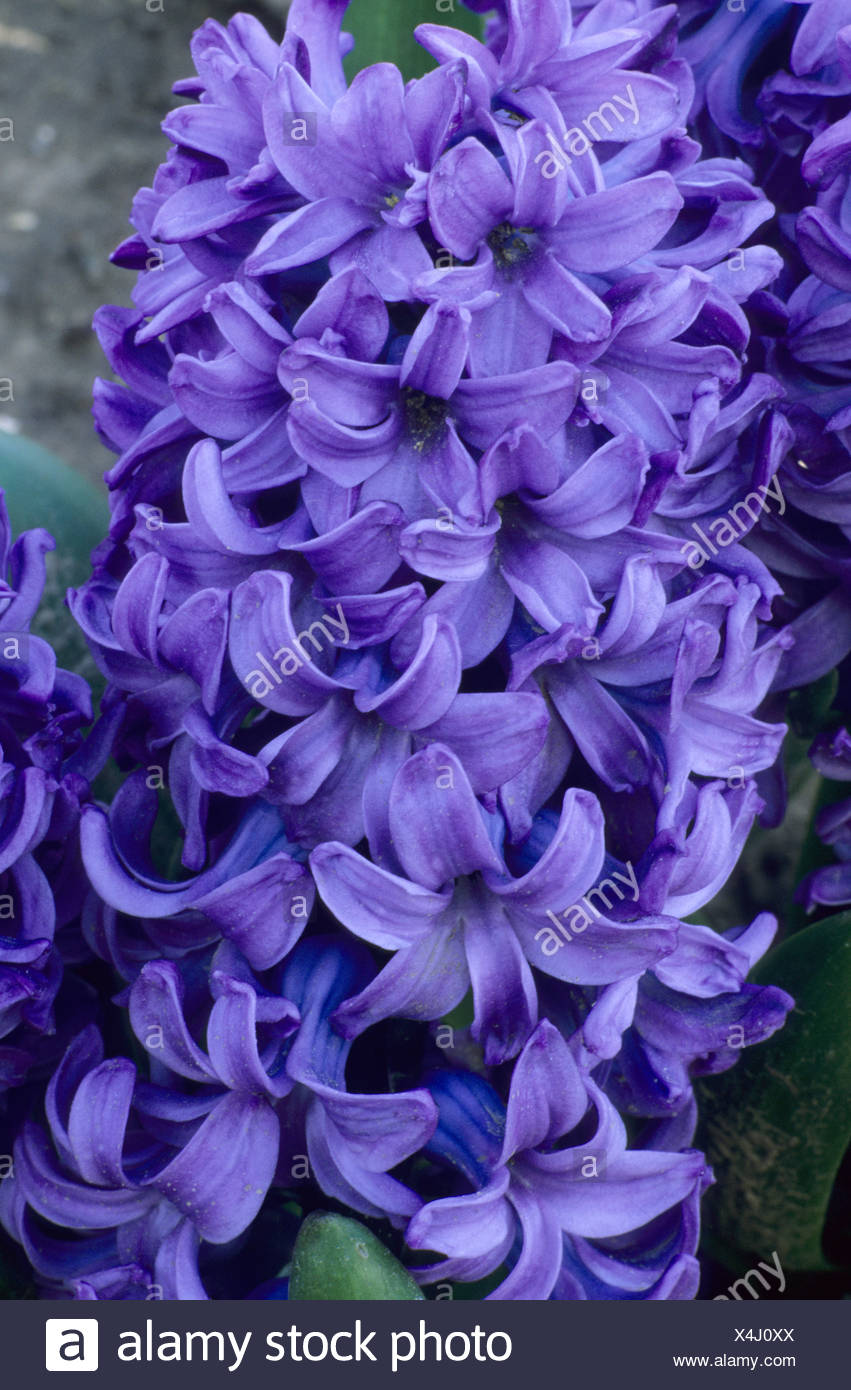 Delft Blue Hyacinth High Resolution Stock Photography and Images - Alamy