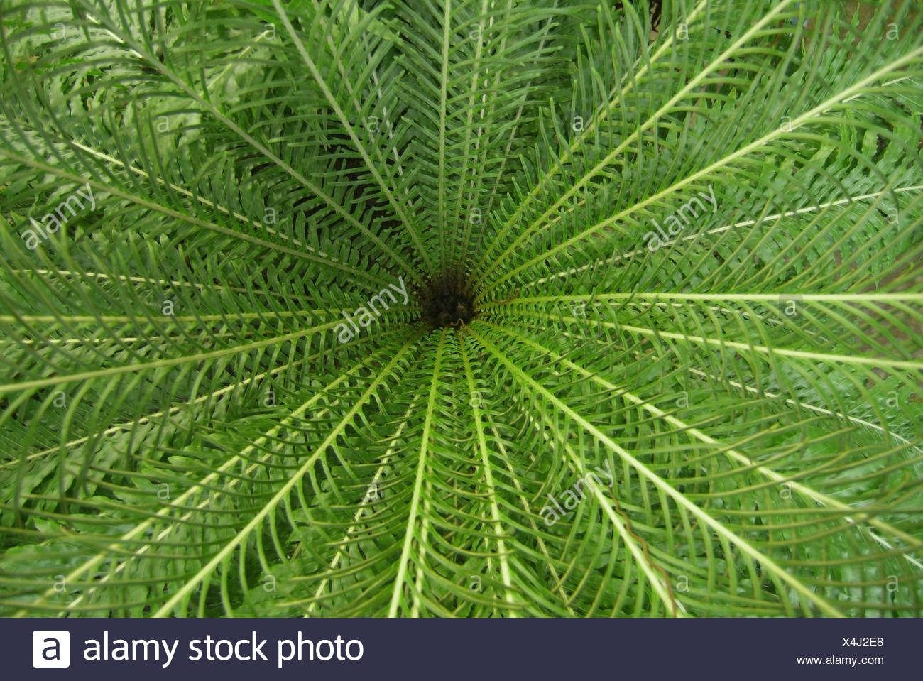 Cycadophyta High Resolution Stock Photography and Images - Alamy