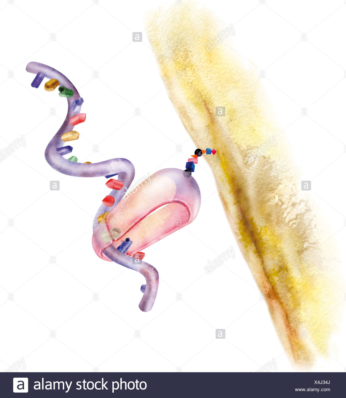 Protein Synthesis High Resolution Stock Photography and Images - Alamy