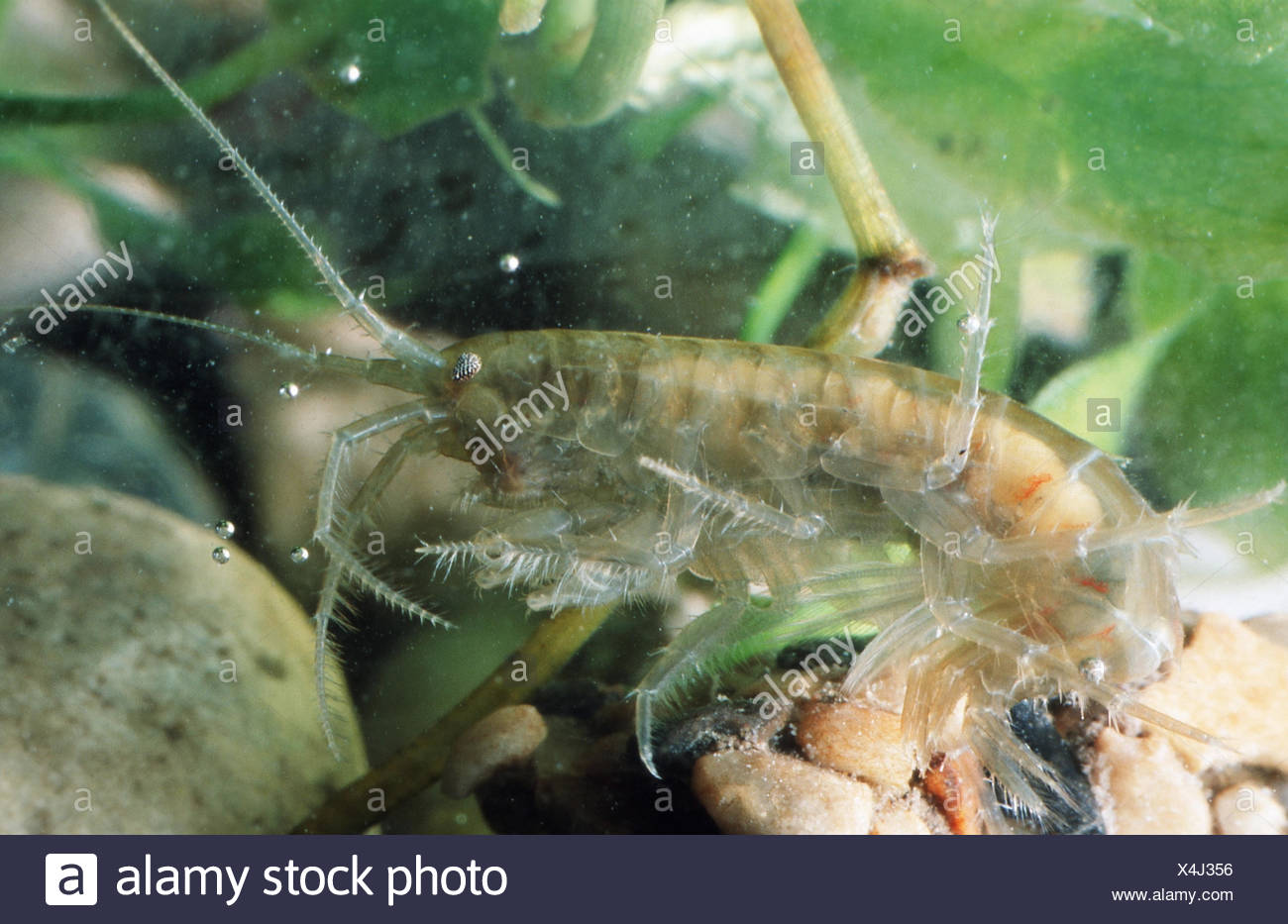 Gammarus Shrimp Stock Photos & Gammarus Shrimp Stock Images - Alamy
