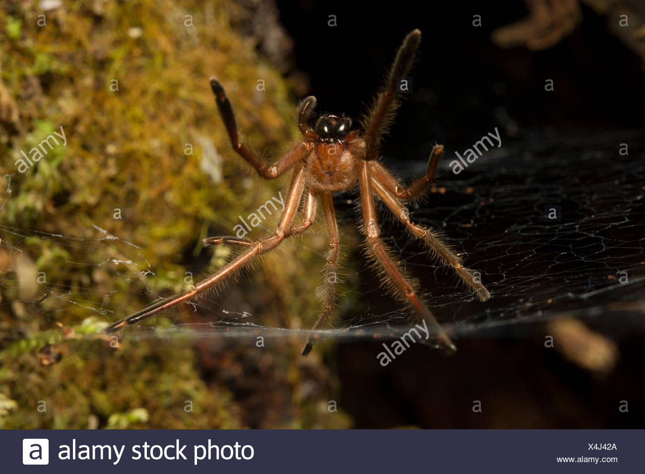 Huntsman Spiders Stock Photos & Huntsman Spiders Stock Images - Alamy