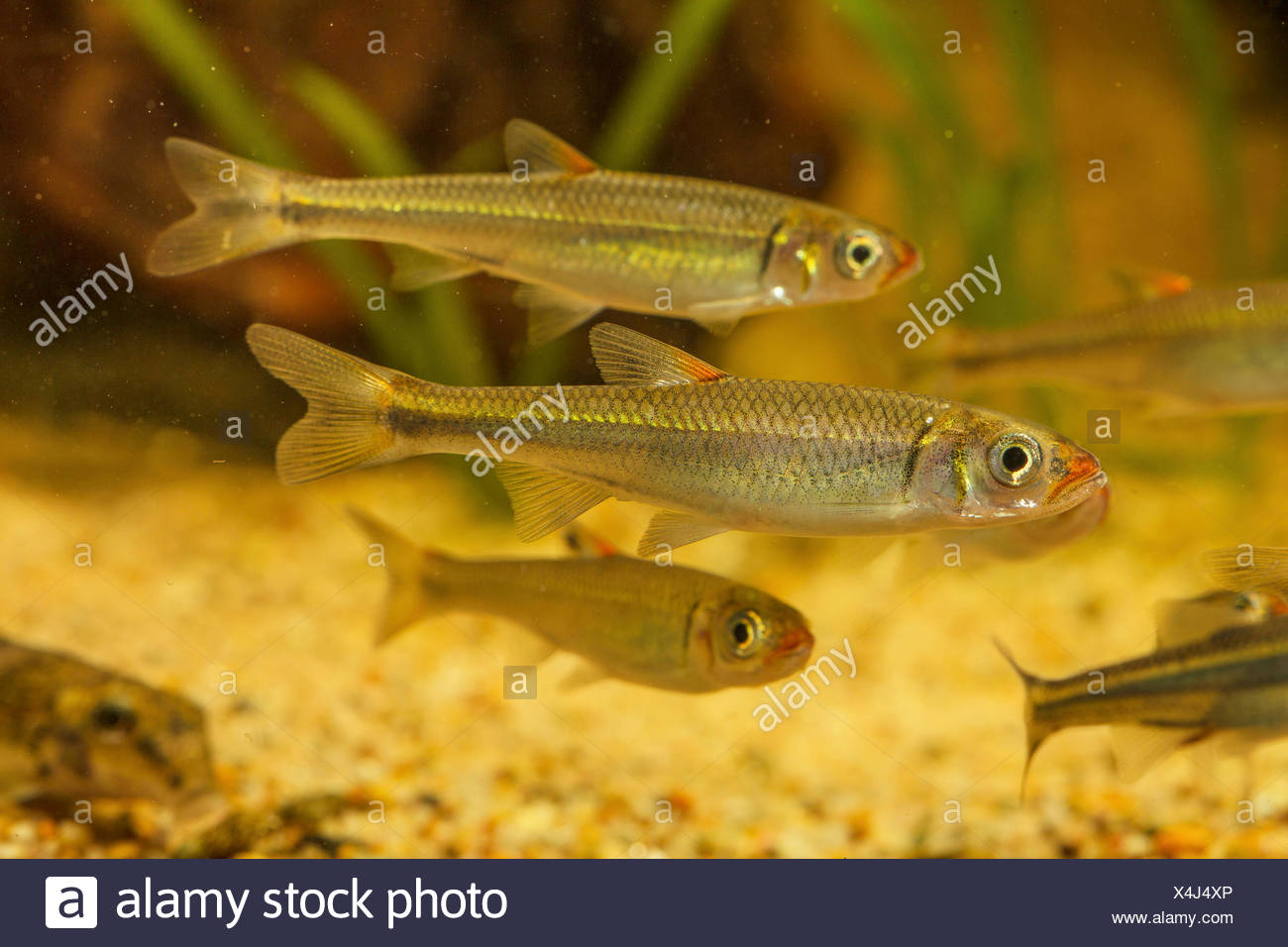 Shiner Fish Stock Photos & Shiner Fish Stock Images - Alamy