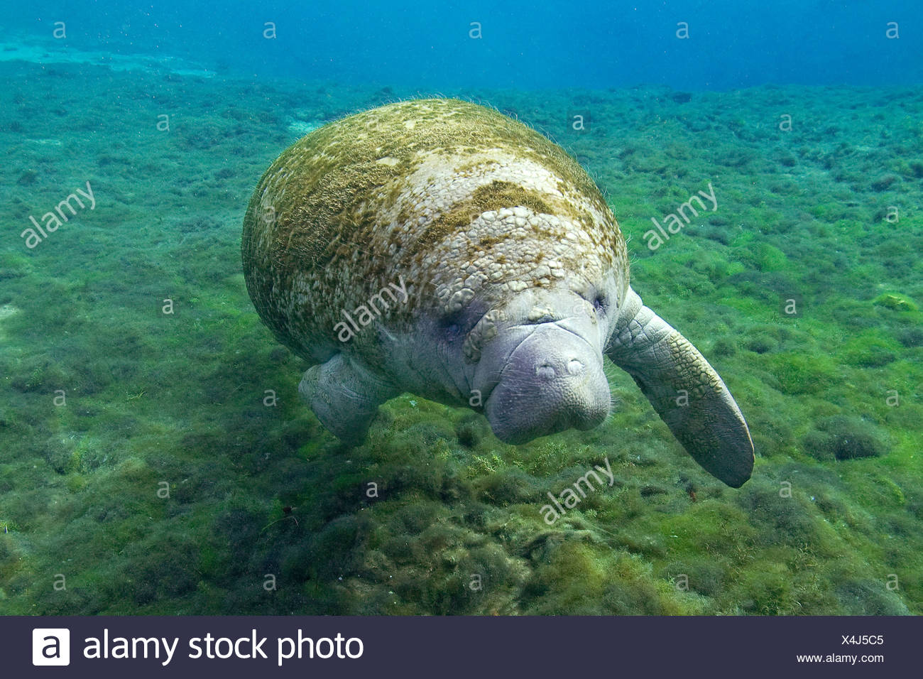 Florida Manatee High Resolution Stock Photography and Images - Alamy