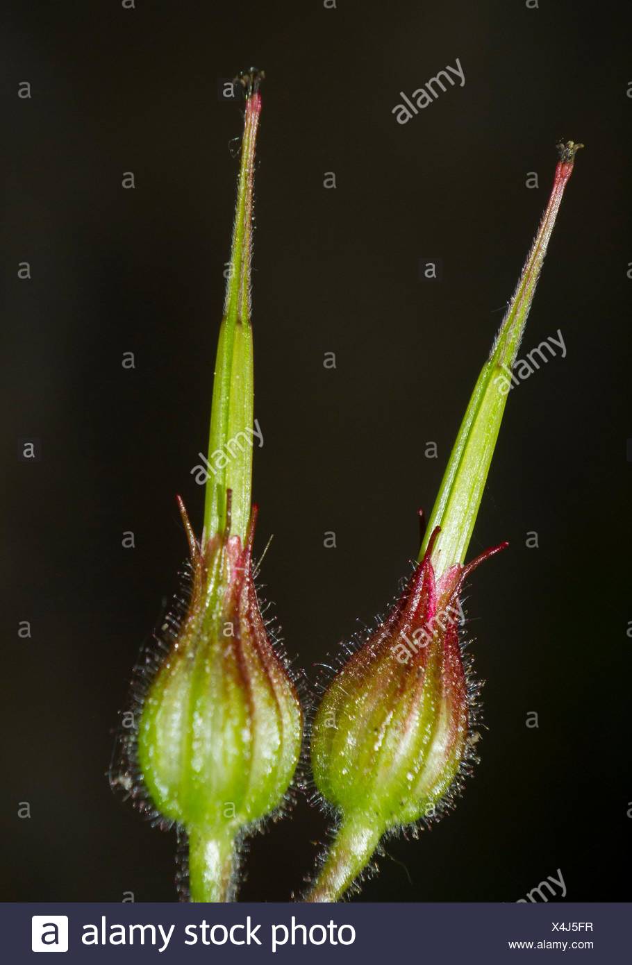 Spear Shaped Flower Stock Photos & Spear Shaped Flower Stock Images - Alamy