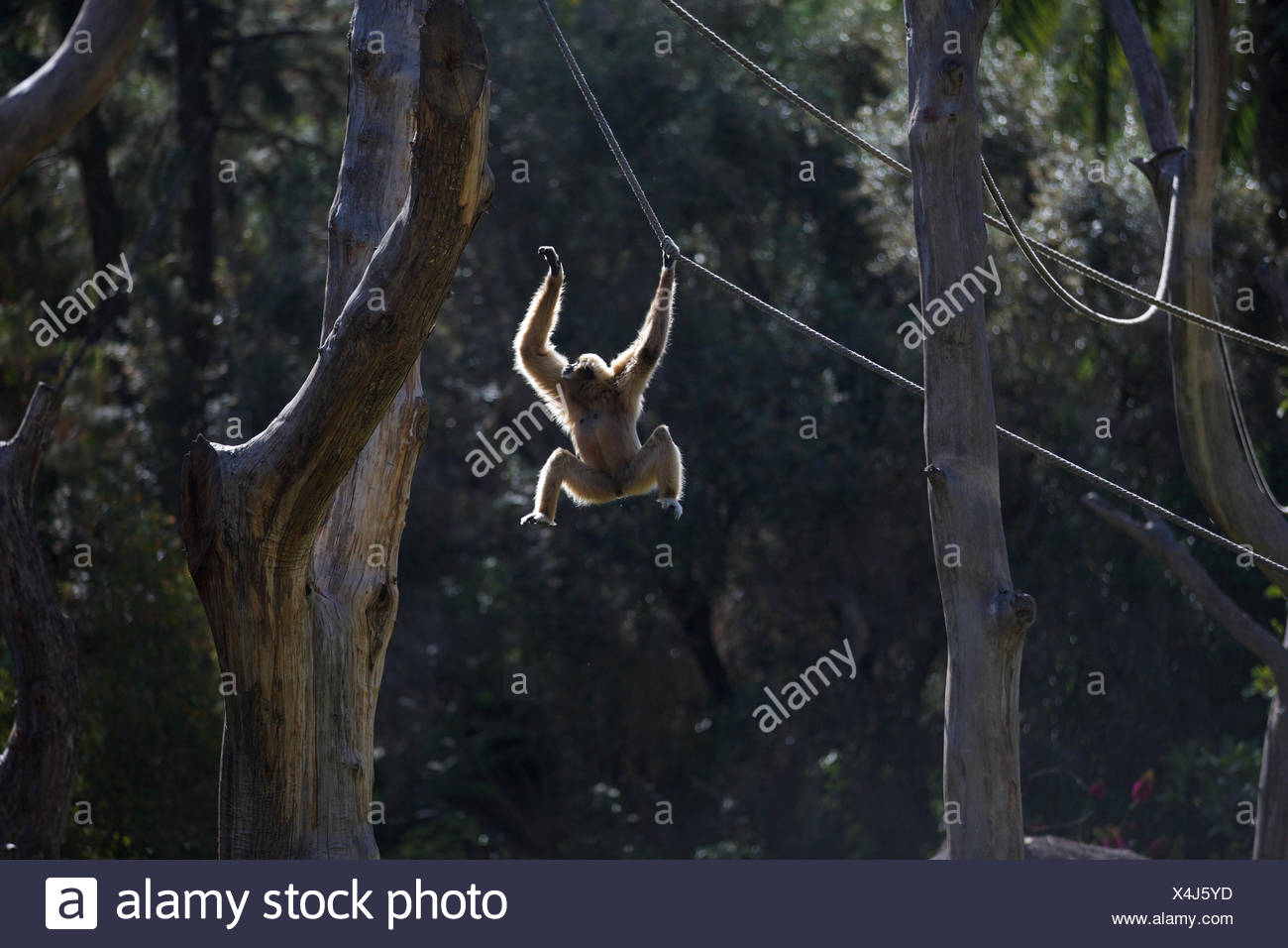 Hanging Ape Stock Photos & Hanging Ape Stock Images - Alamy
