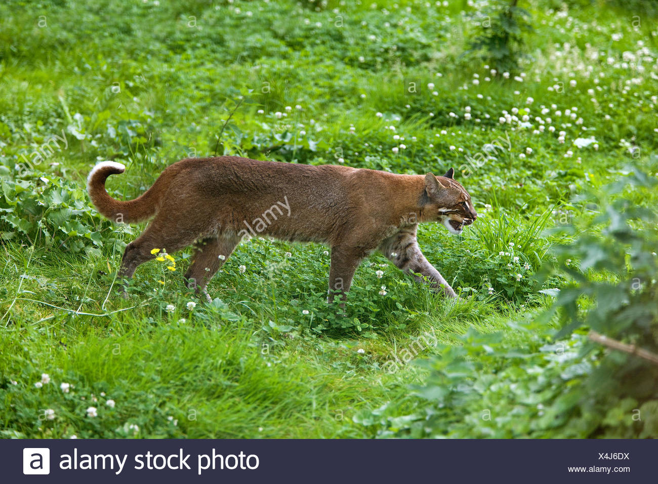 Asiatic Golden Cat High Resolution Stock Photography and Images - Alamy