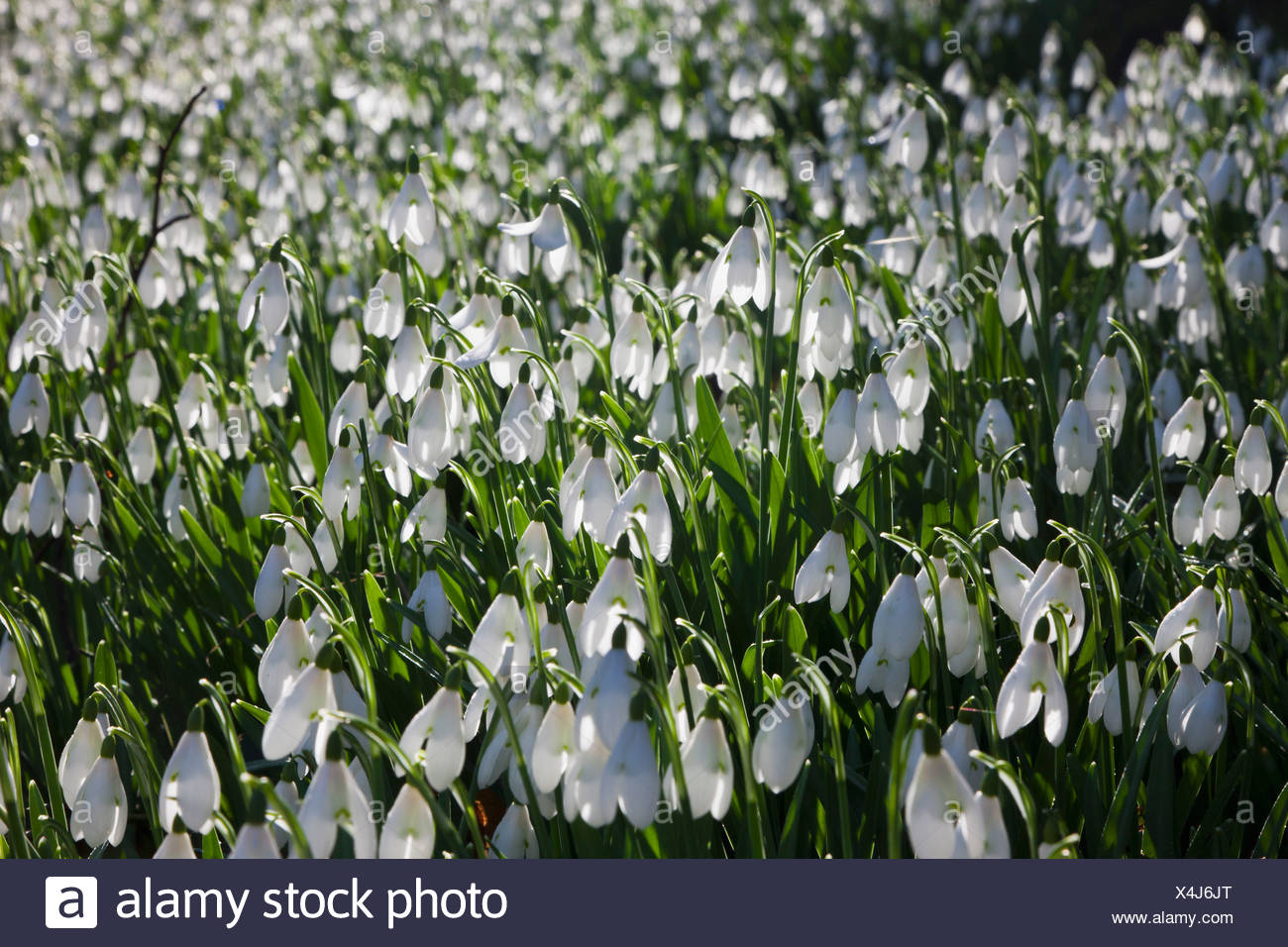 Drooping Flowers Stock Photos & Drooping Flowers Stock Images - Alamy