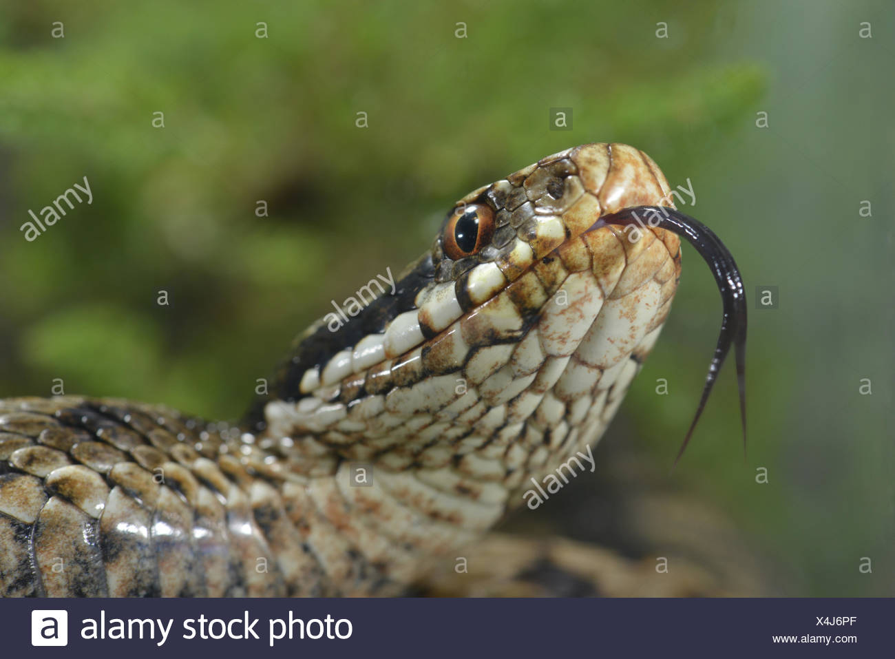 British Adder Stock Photos & British Adder Stock Images - Alamy
