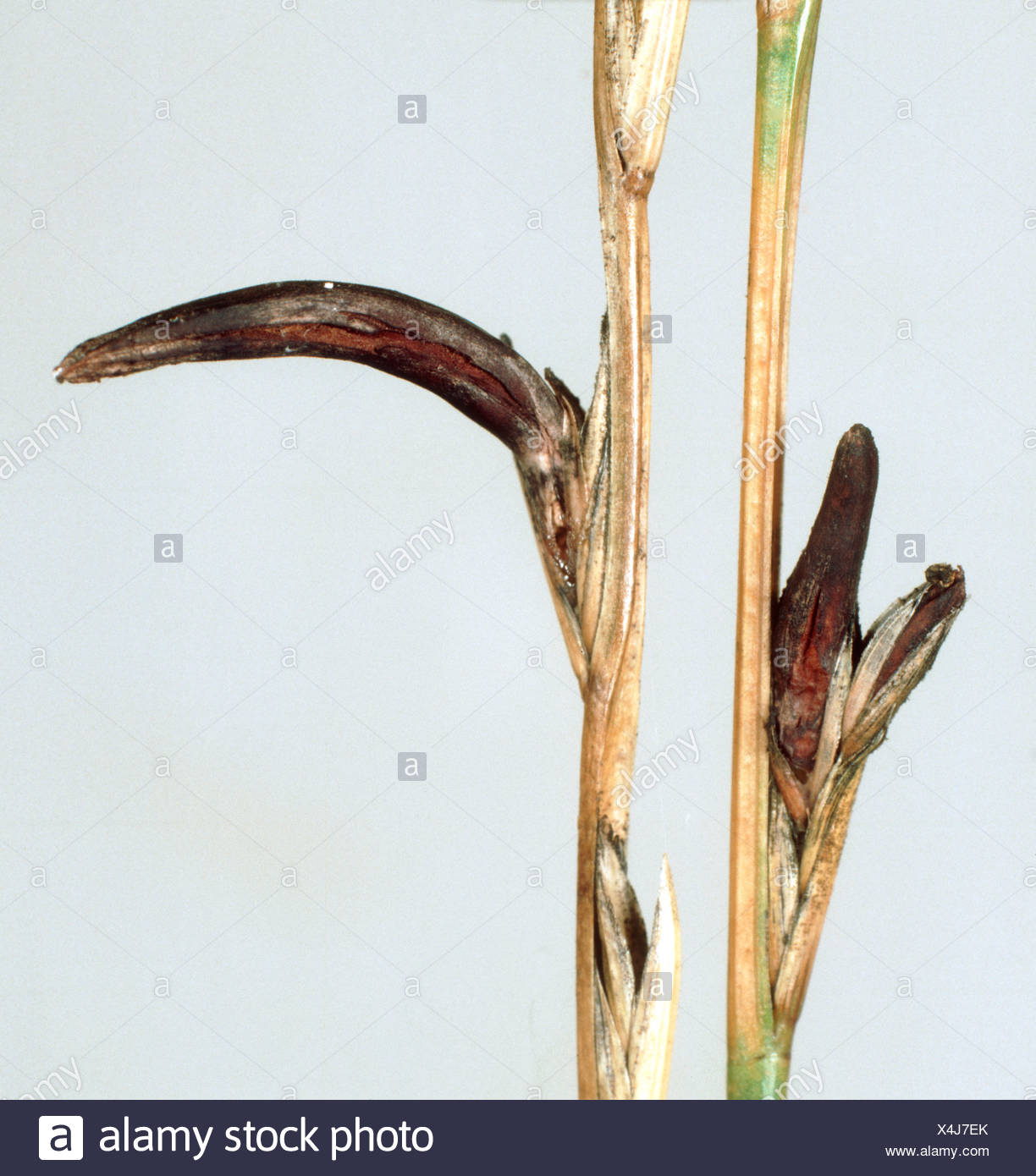 Ergot Fungus High Resolution Stock Photography and Images - Alamy