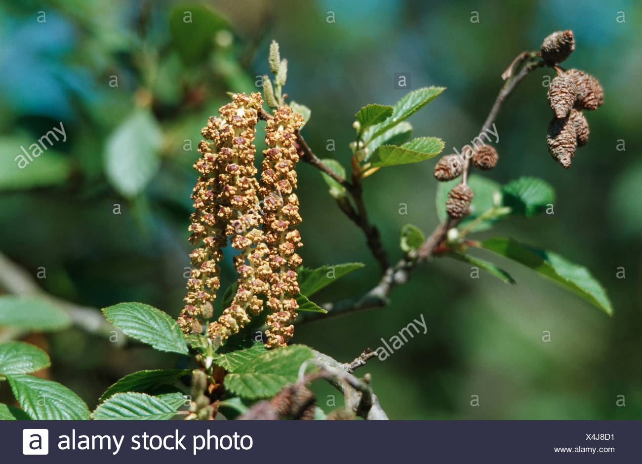 Mountain Alder High Resolution Stock Photography and Images - Alamy