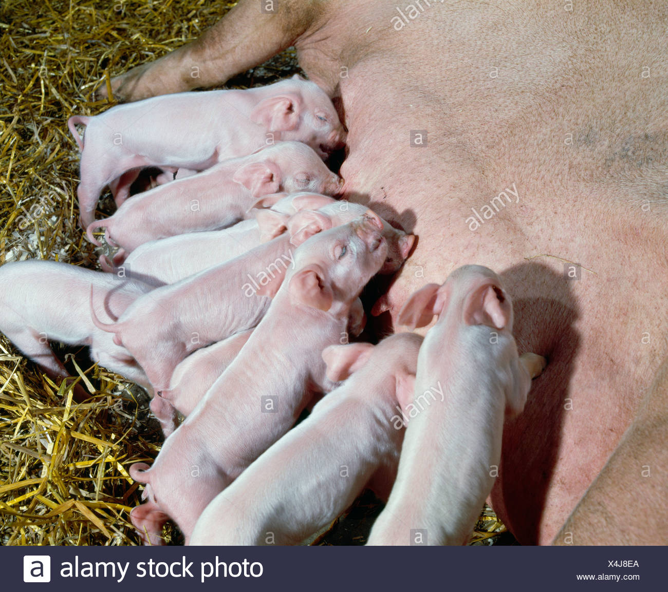 Yorkshire Hampshire Pig Stock Photos & Yorkshire Hampshire Pig Stock ...