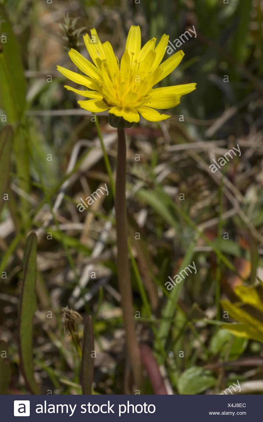 Marsh Flower Stock Photos & Marsh Flower Stock Images - Alamy