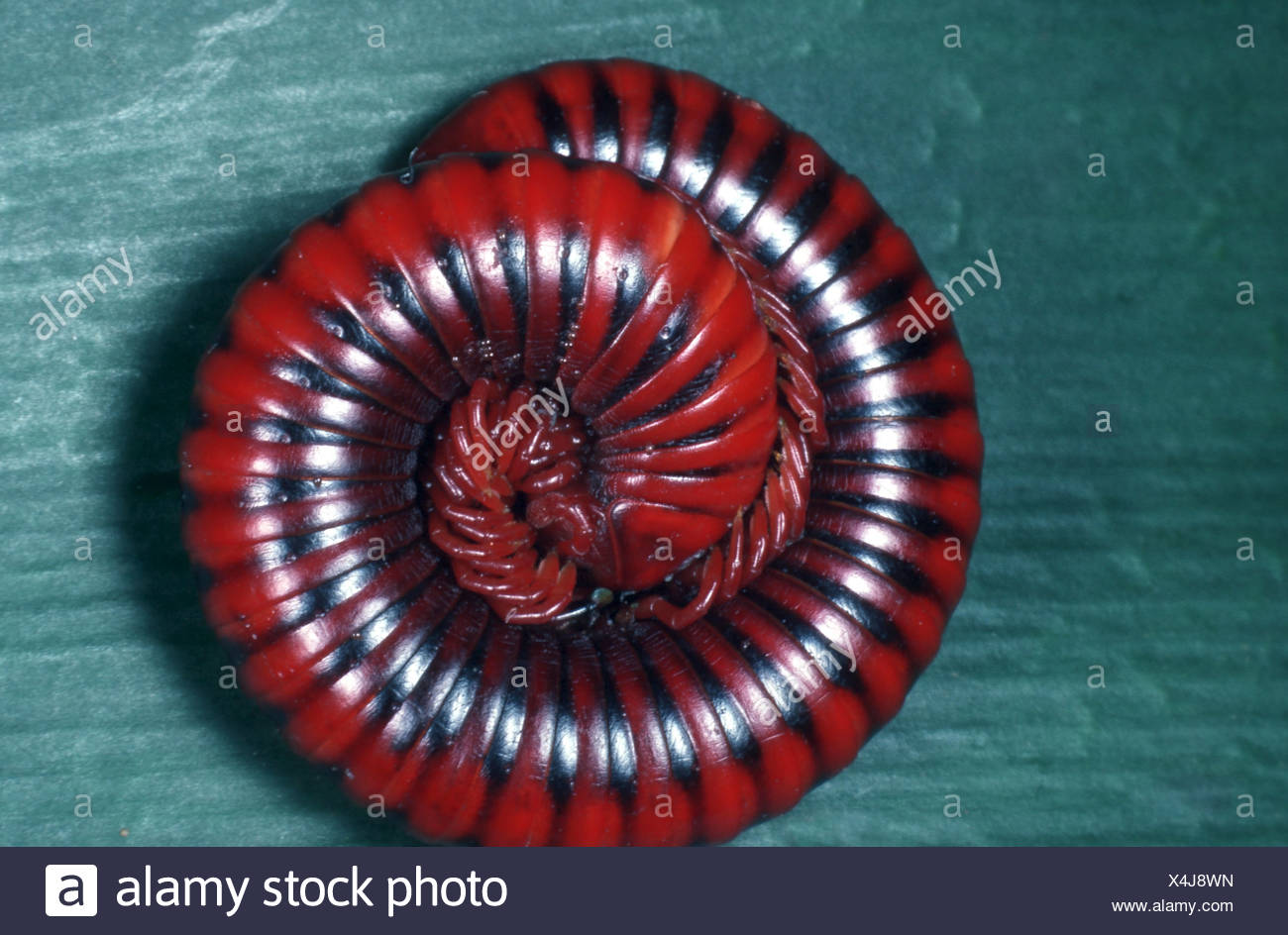 Thousand Leggers Stock Photos & Thousand Leggers Stock Images - Alamy