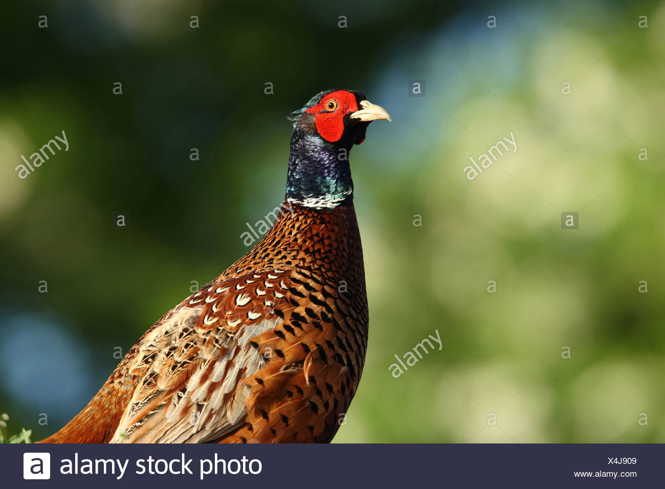 Male Pheasant Stock Photos & Male Pheasant Stock Images - Alamy