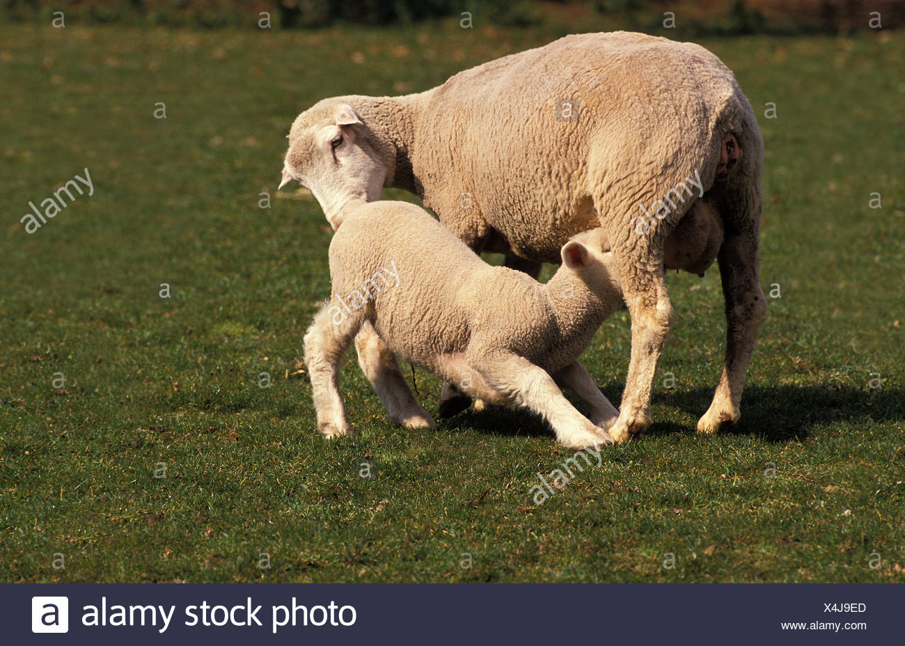 Ile De France Sheep High Resolution Stock Photography and Images - Alamy
