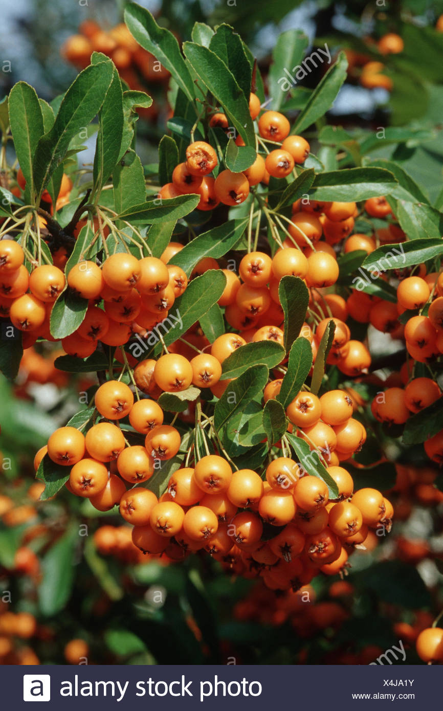 Firethorn Bush High Resolution Stock Photography and Images - Alamy