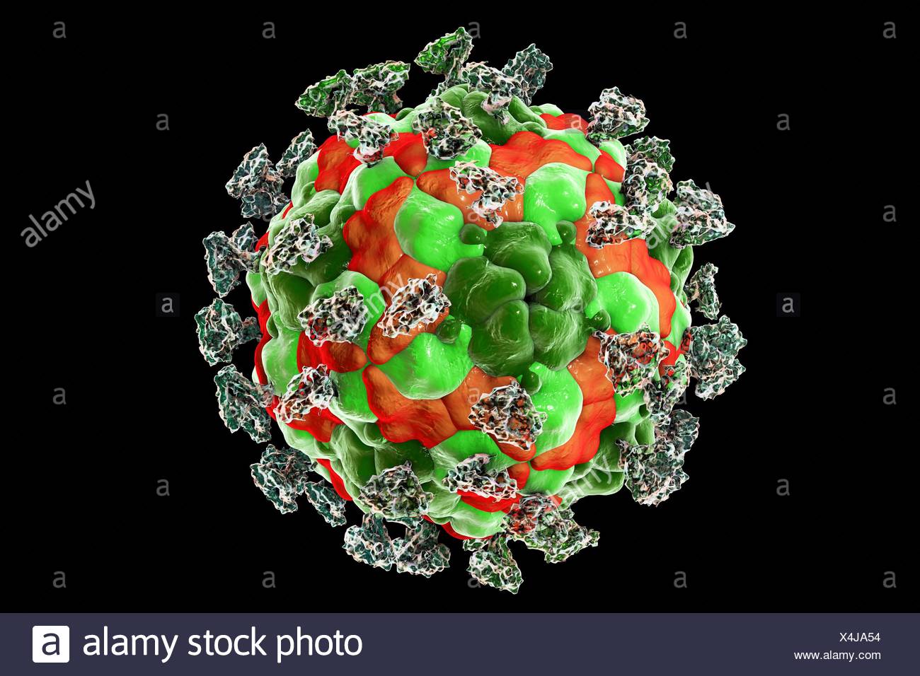 Picornaviridae Stock Photos & Picornaviridae Stock Images - Alamy