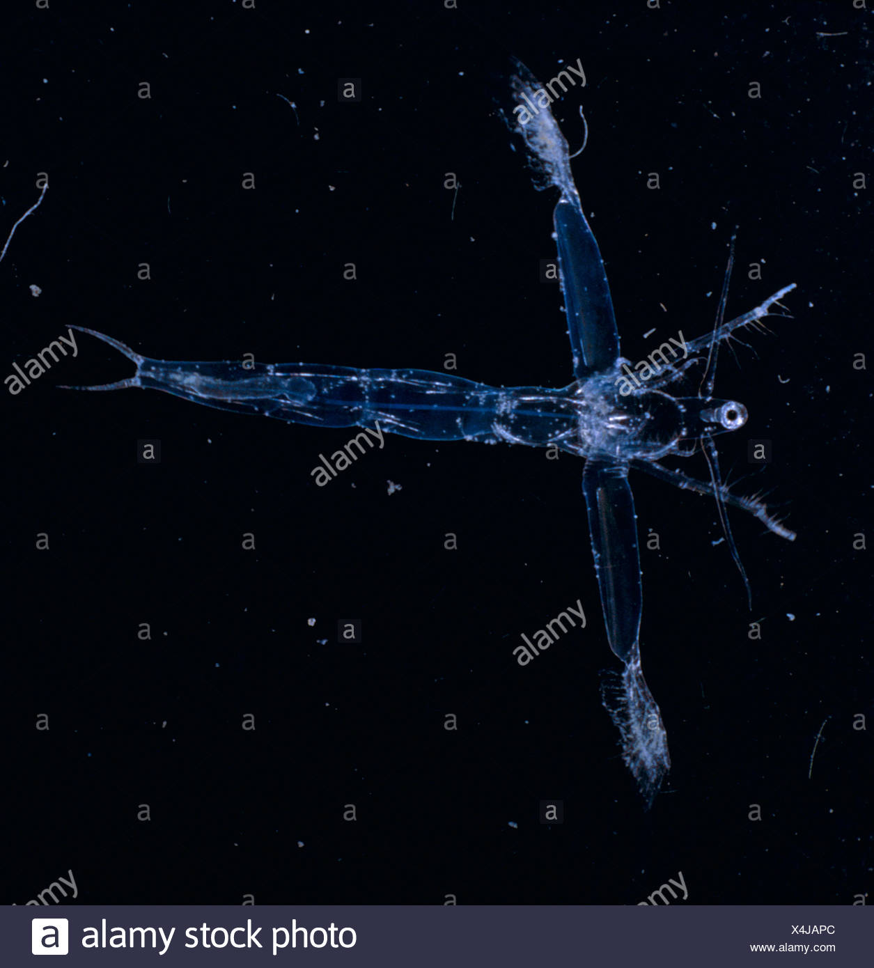 Leptodora Stock Photos & Leptodora Stock Images - Alamy