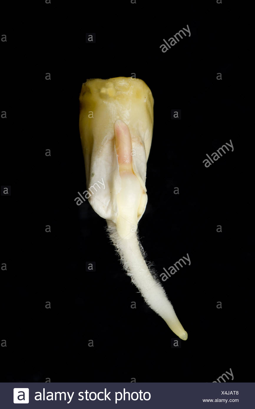 Coleoptile High Resolution Stock Photography and Images - Alamy