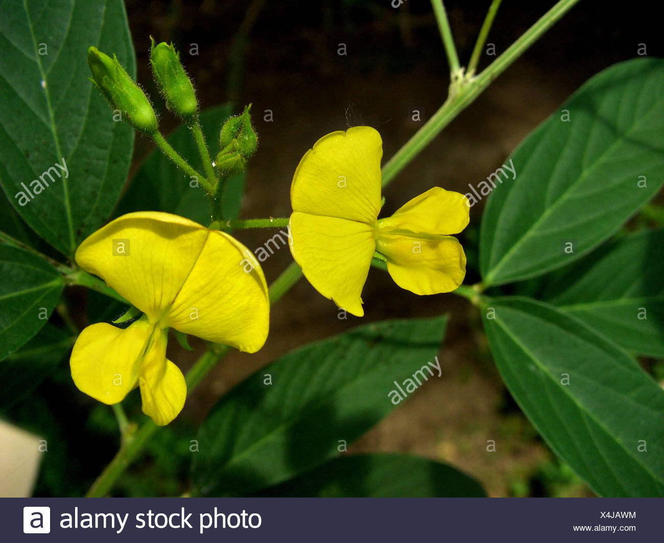 Gungo Stock Photos & Gungo Stock Images - Alamy