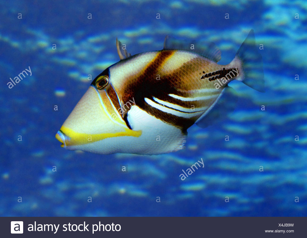 Picasso Stock Photos & Picasso Stock Images - Alamy