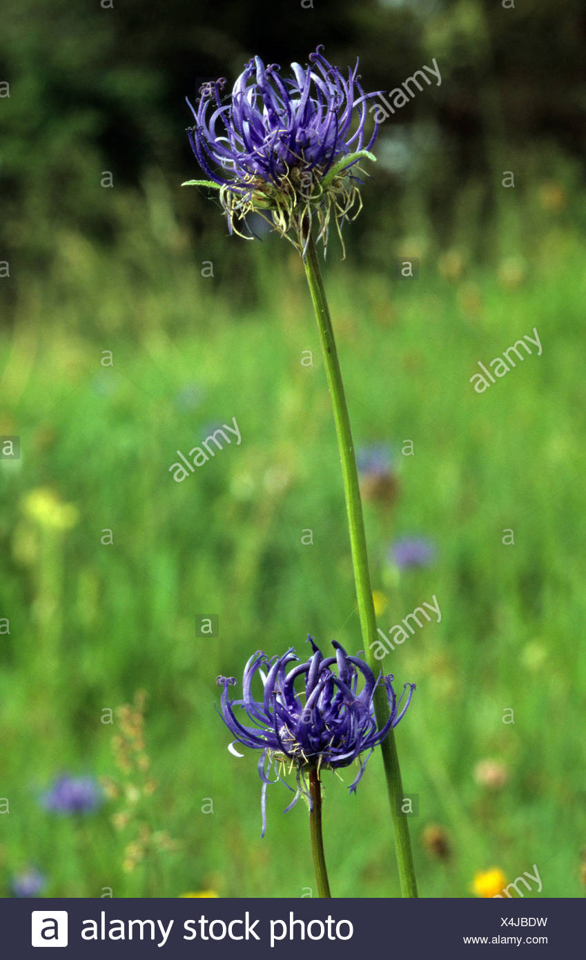 Rampions High Resolution Stock Photography and Images - Alamy