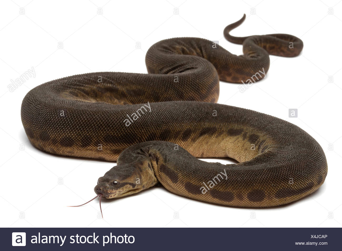 File Snake High Resolution Stock Photography and Images - Alamy