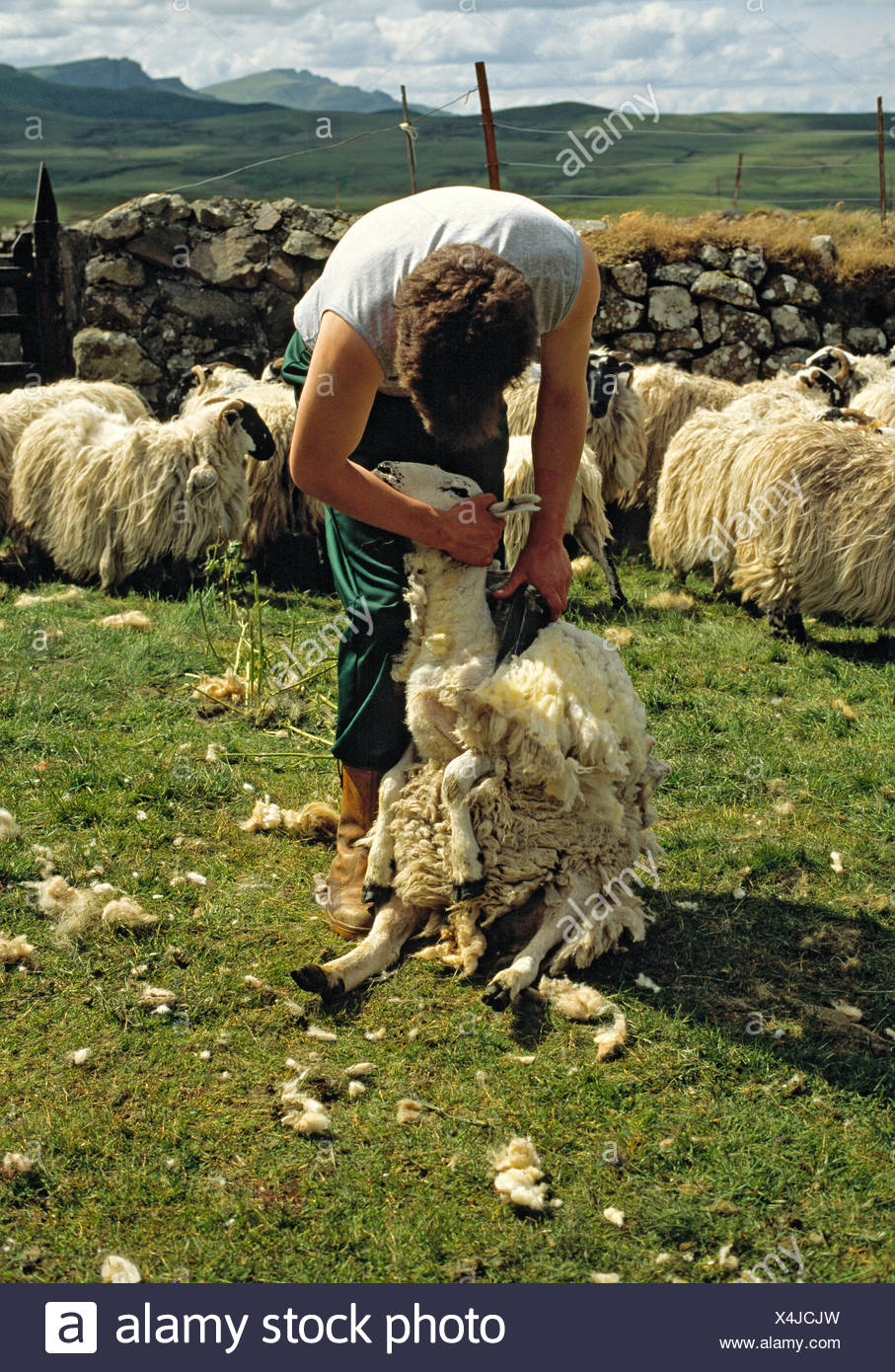 Sheep Shearing Scotland Stock Photos & Sheep Shearing Scotland Stock ...
