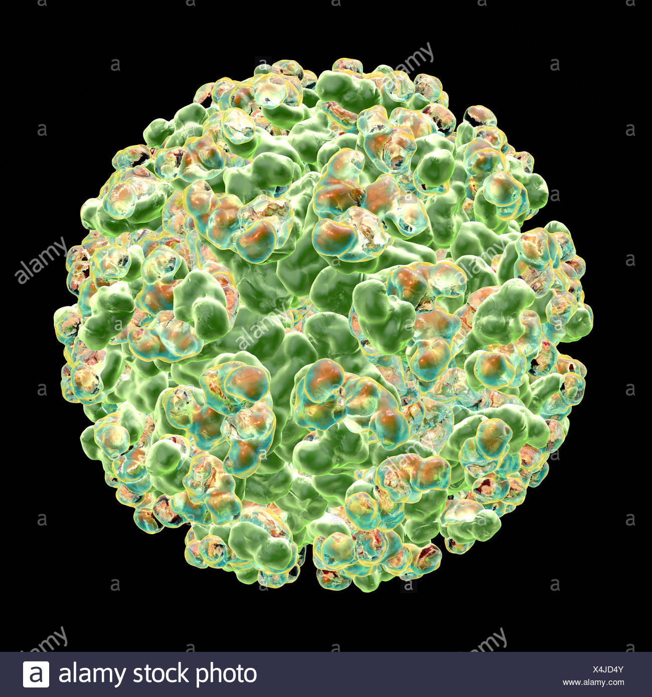 Togaviridae Stock Photos & Togaviridae Stock Images - Alamy