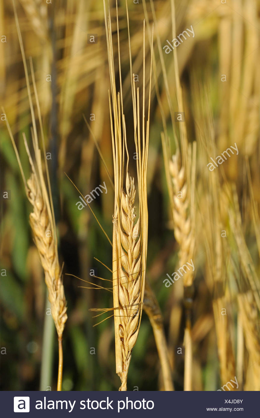 2 Row Barley High Resolution Stock Photography and Images - Alamy