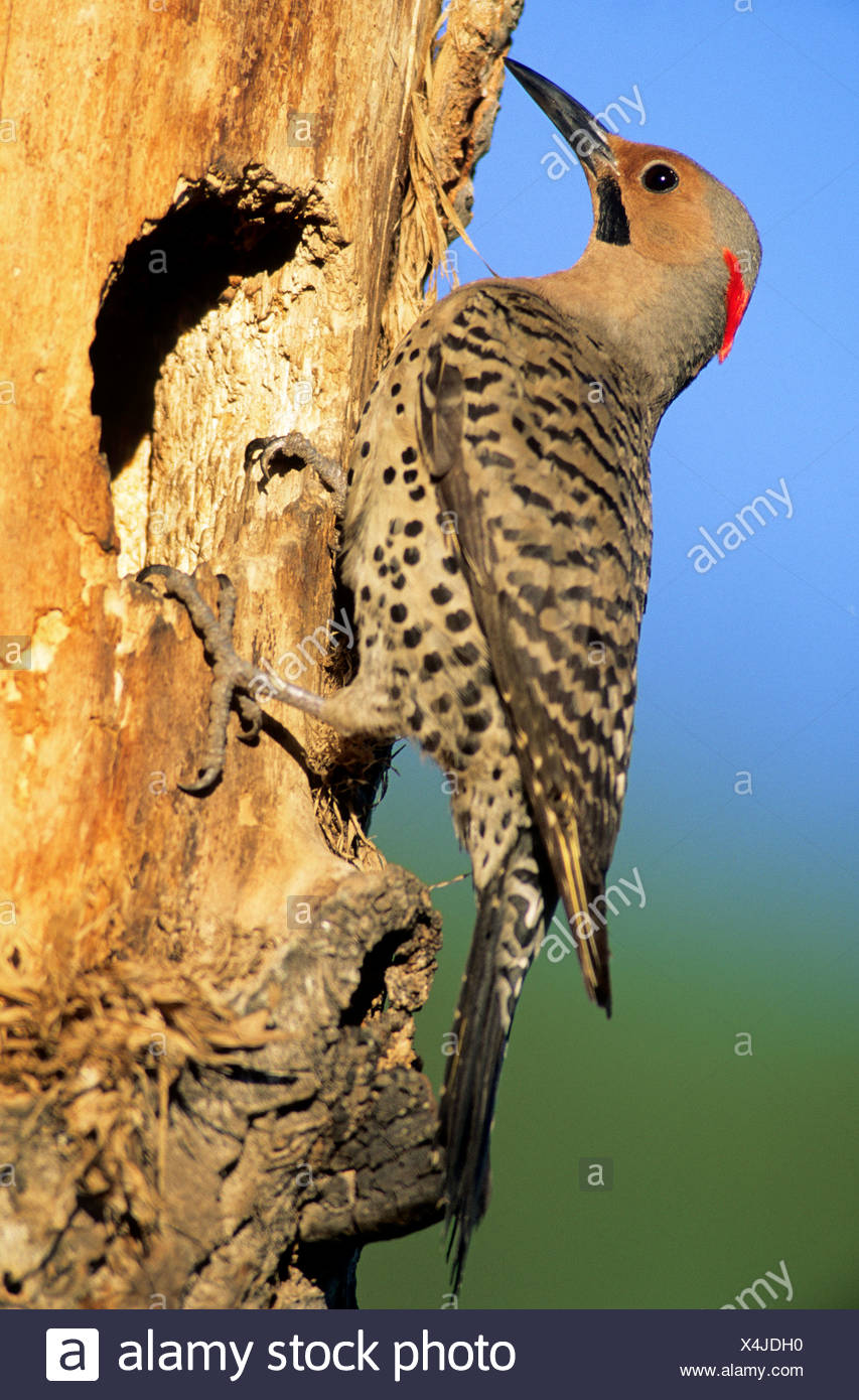 Northern Flicker Bird Stock Photos & Northern Flicker Bird Stock Images ...