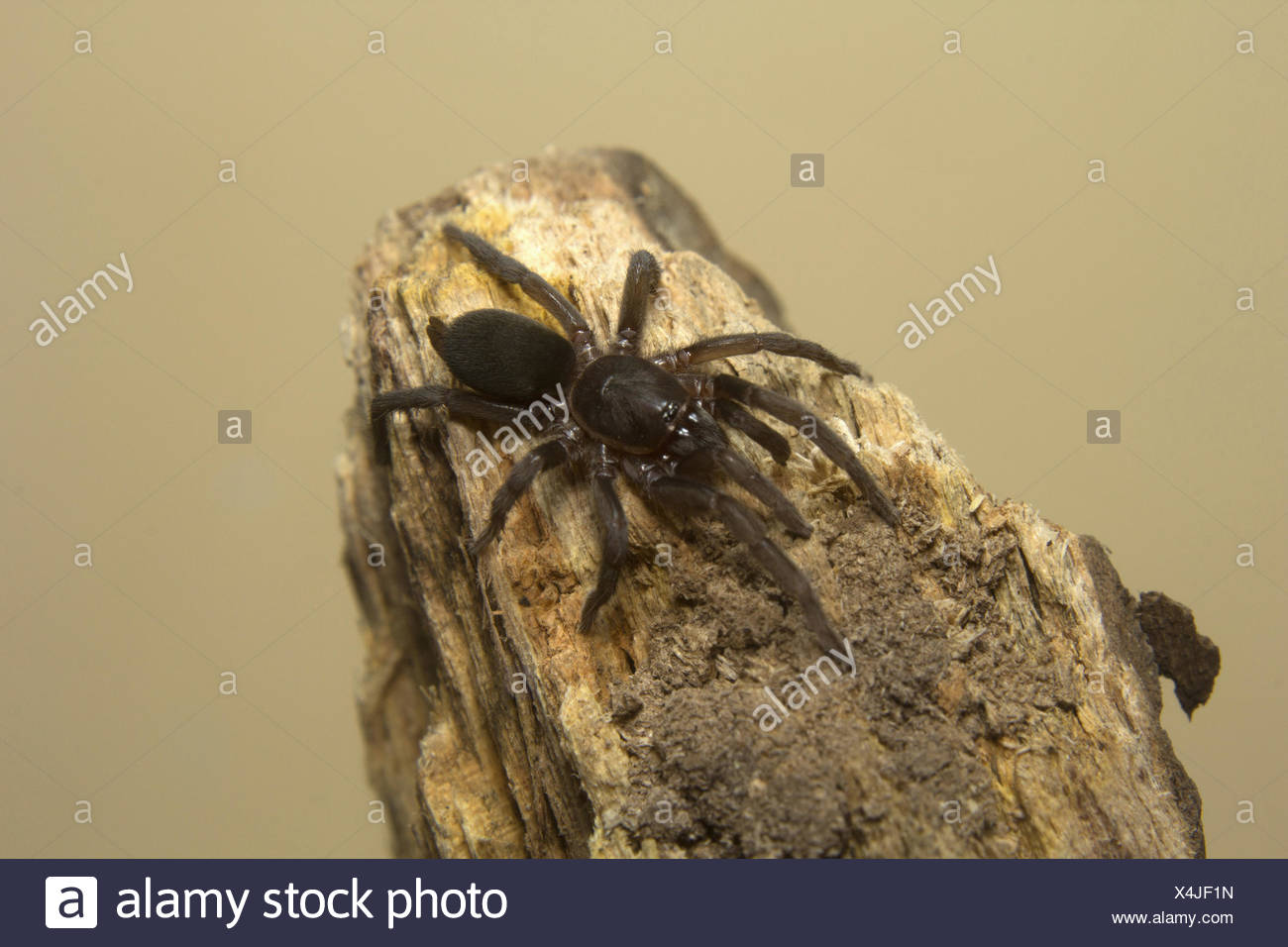 Small Spider Hunter High Resolution Stock Photography and Images - Alamy